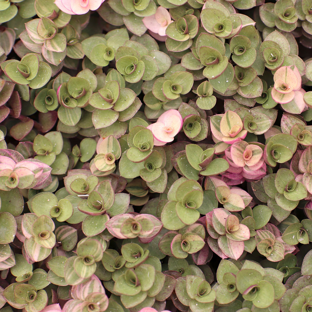 Callisia repens f. variegata 'Pink Lady' | MCG™