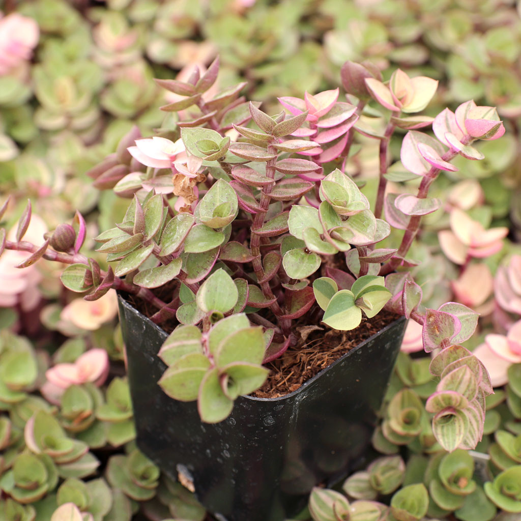 Callisia repens f. variegata 'Pink Lady' | MCG™