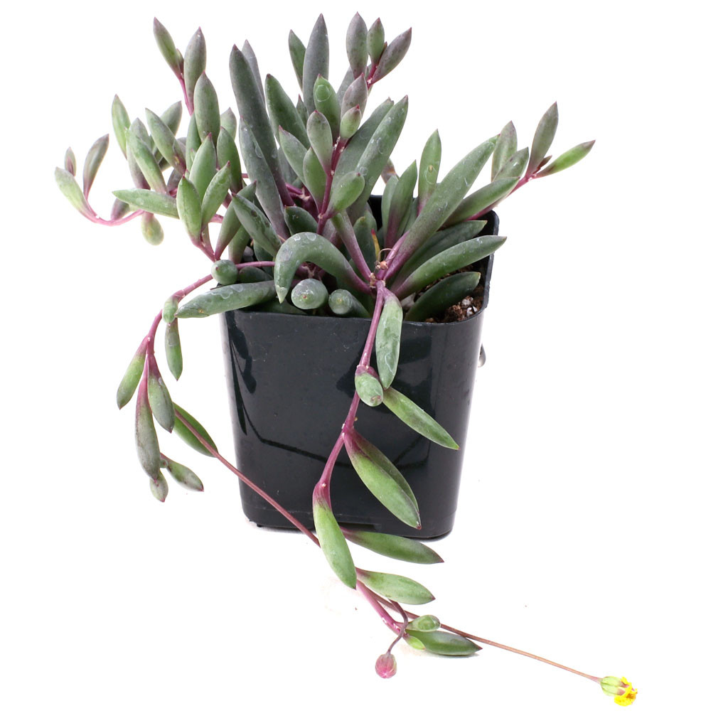 Trailing & Strings Succulent Pack (6-24 Plants, 2" Pots)