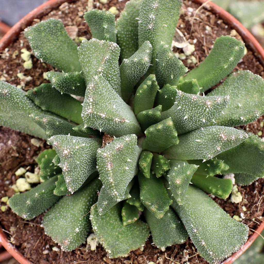 Aloinopsis setifera [large] [limited] | MCG™