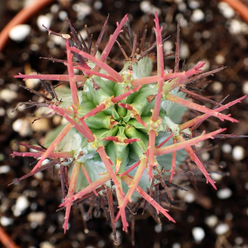 Euphorbia polygona [large] - Mountain Crest Gardens
