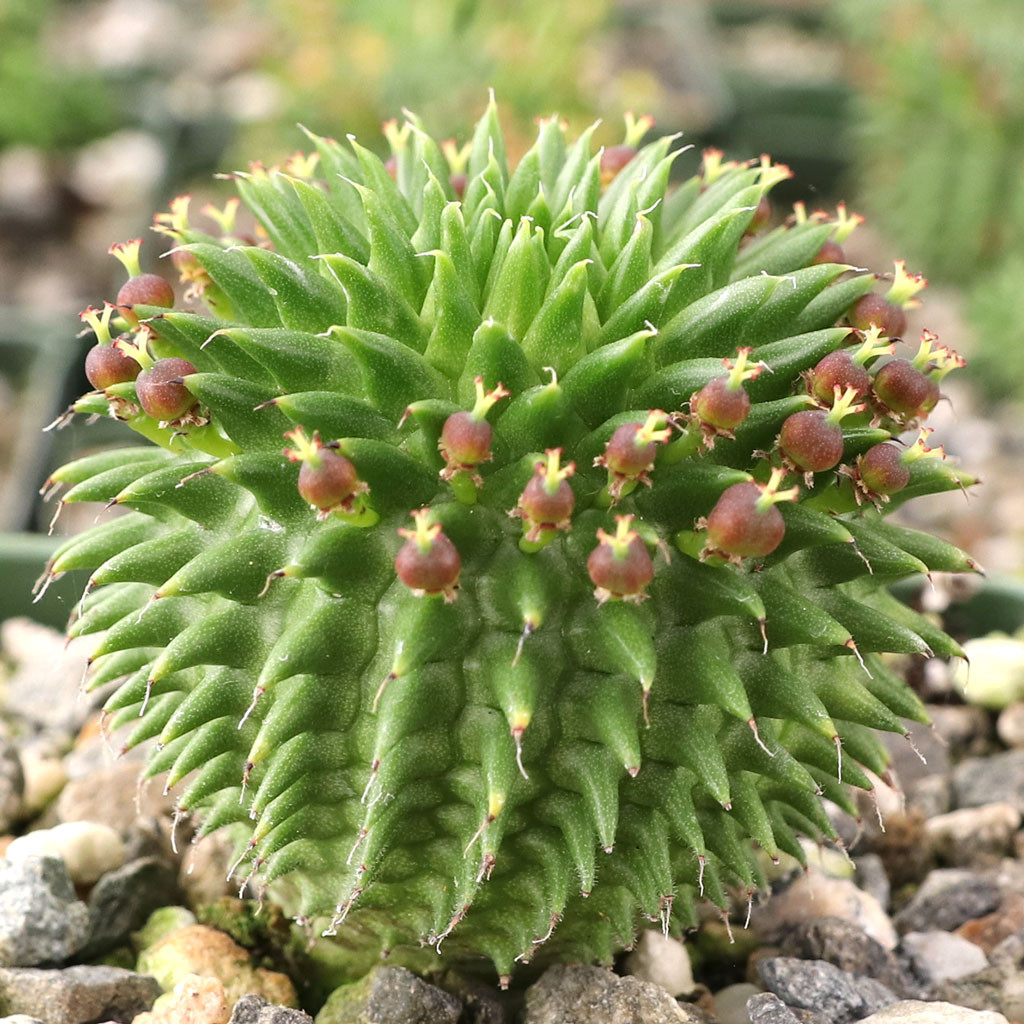 Euphorbia susannae [large] [limited] | MCG™