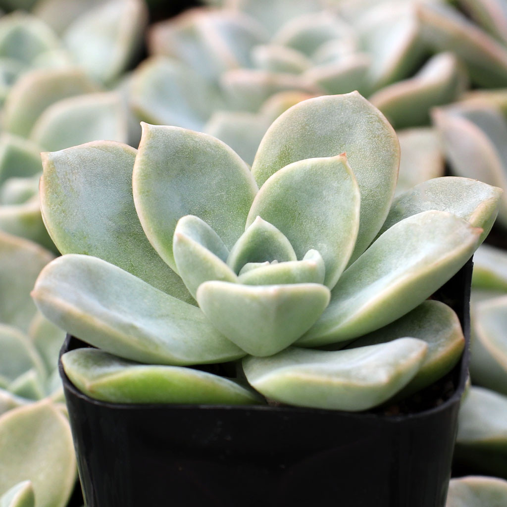 Graptoveria 'Fantome' | Mountain Crest Gardens™
