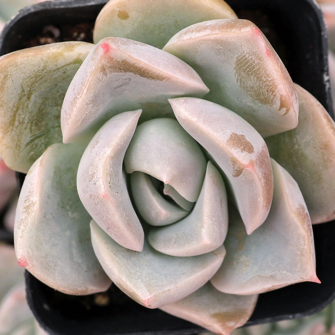 Graptoveria 'Fantome' | Mountain Crest Gardens™