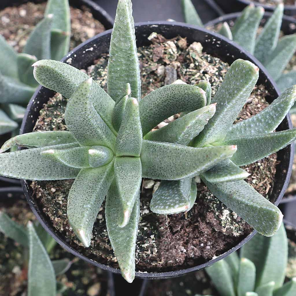 Ebracteola wilmaniae | Mountain Crest Gardens™