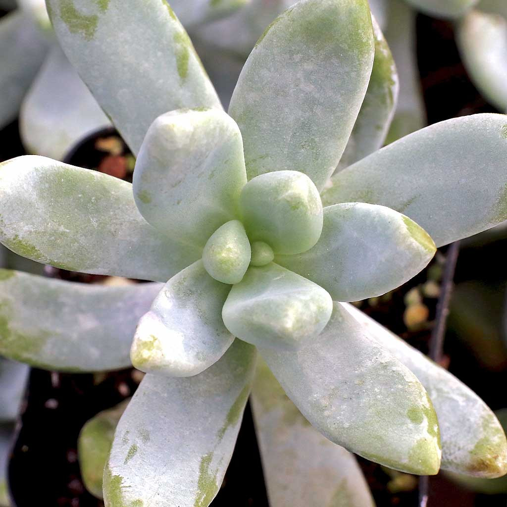 Graptosedum 'Francesco Baldi' | Mountain Crest Gardens™