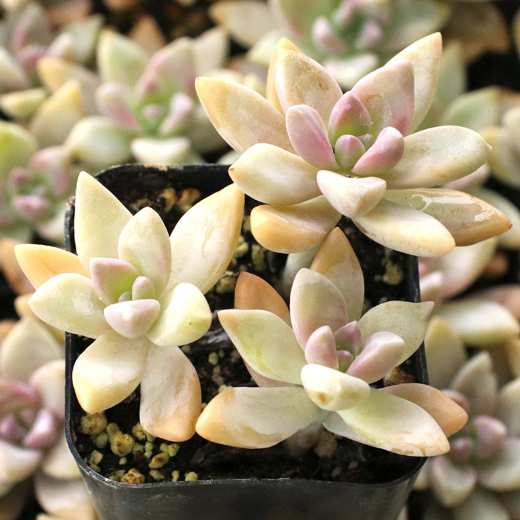 Graptosedum 'Francesco Baldi' | Mountain Crest Gardens™