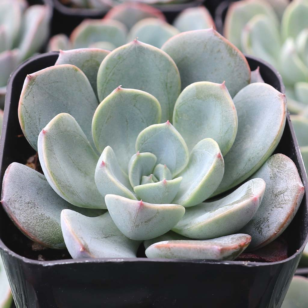 Echeveria 'Lara' | Mountain Crest Gardens™