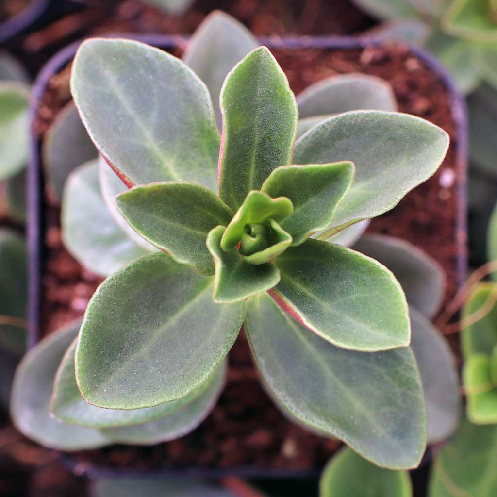 Peperomia verticillata 'Red Log' | Mountain Crest Gardens®