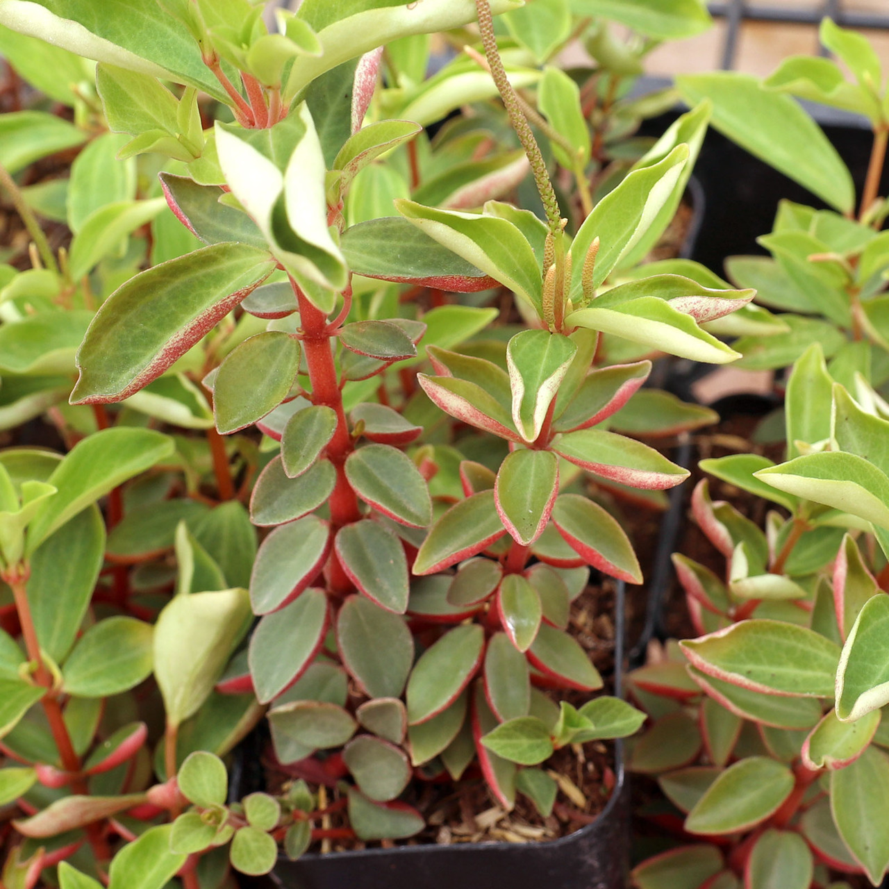Peperomia verticillata 'Red Log' | Mountain Crest Gardens®