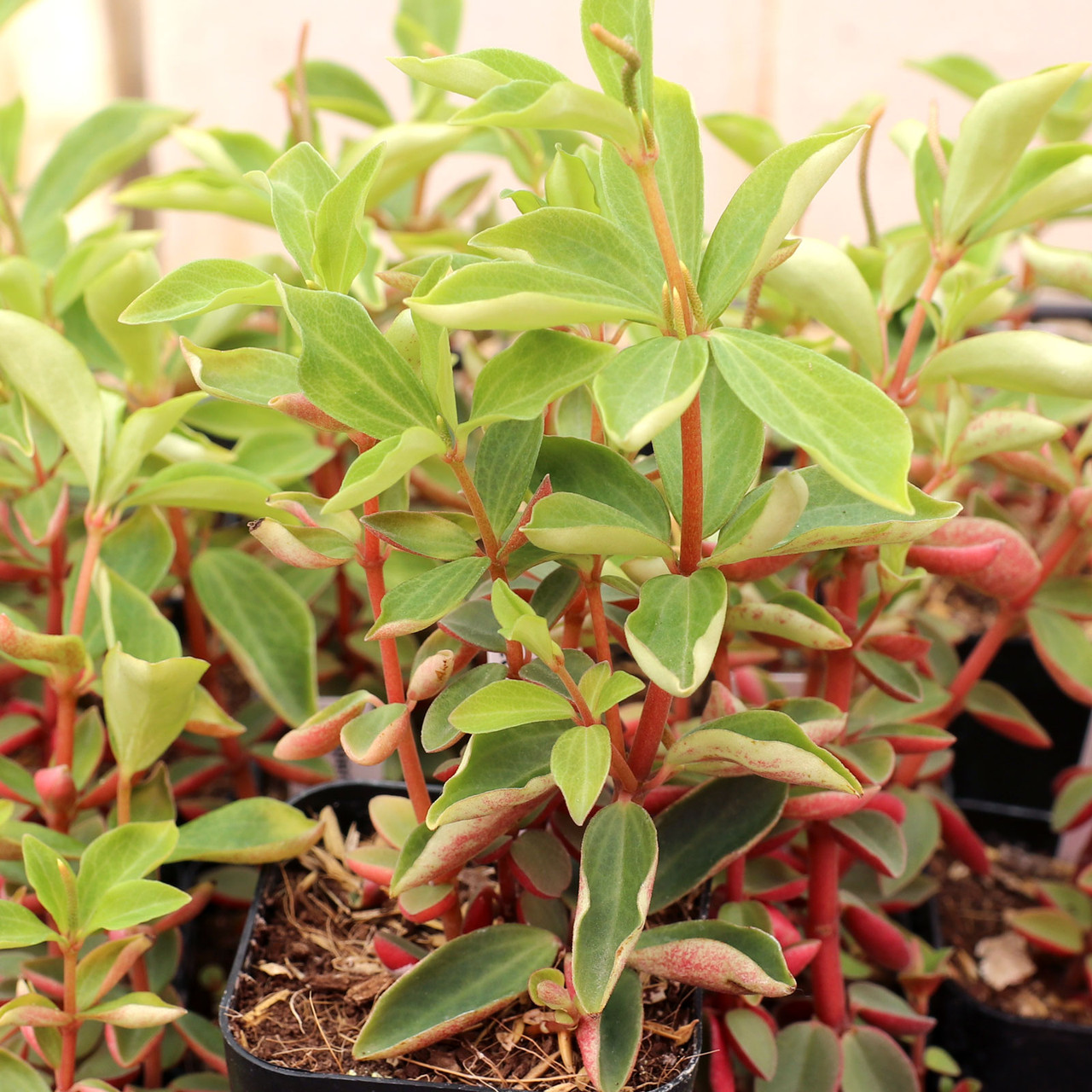 Peperomia verticillata 'Red Log' | Mountain Crest Gardens®