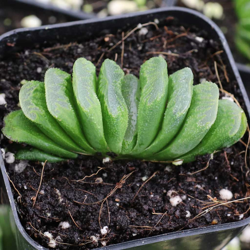 Haworthia truncata | Mountain Crest Gardens®