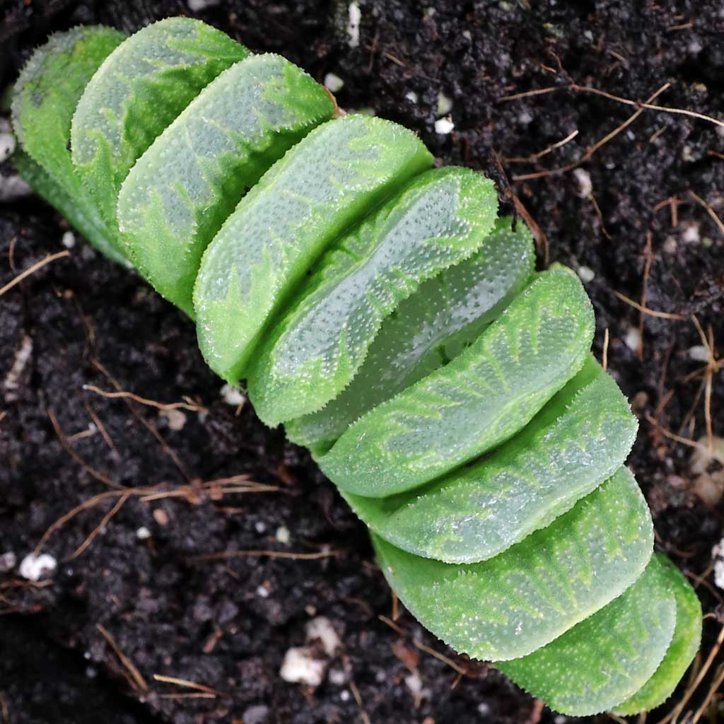 Haworthia truncata | Mountain Crest Gardens®