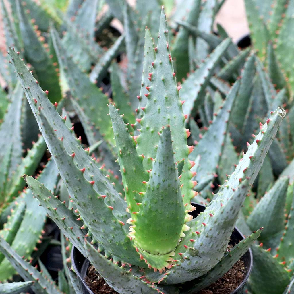 Aloe 'AJR' [large] | Mountain Crest Gardens®