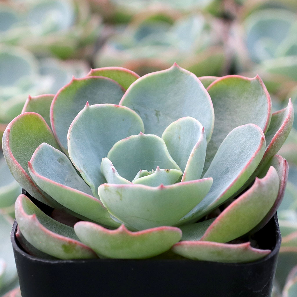 Echeveria 'Blue Frills' | Mountain Crest Gardens™