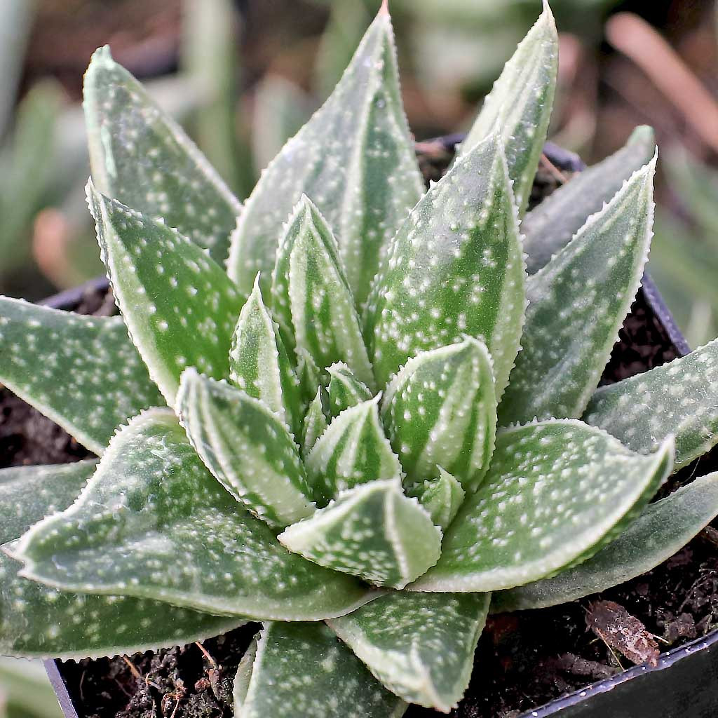 Gasteraloe 'Thais' | Mountain Crest Gardens™