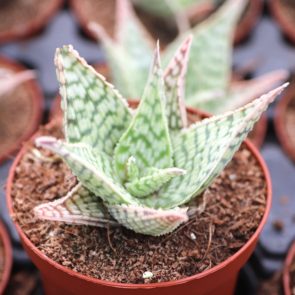 Aloe 'Delta Lights' - Mountain Crest Gardens