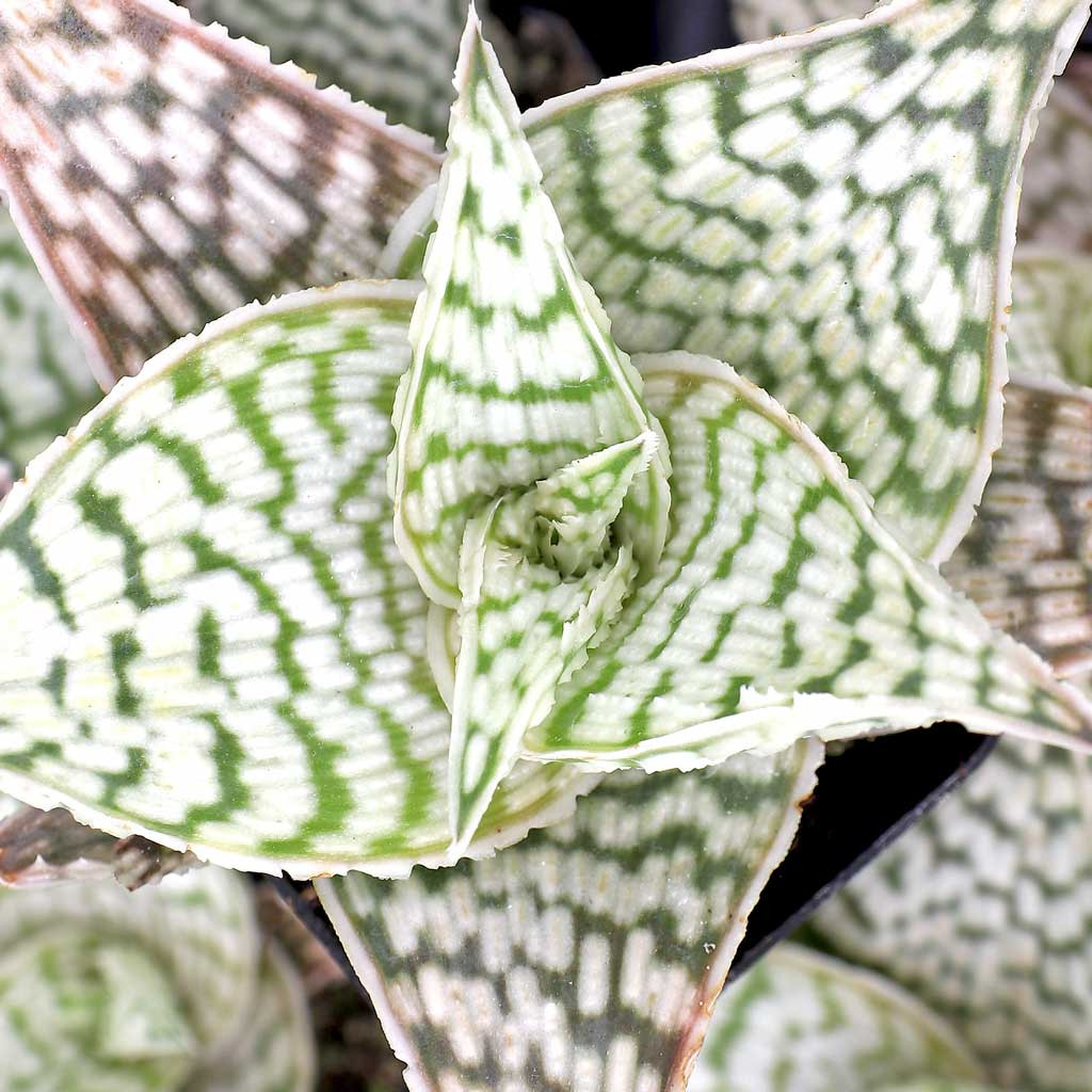Aloe 'Delta Lights' - Mountain Crest Gardens