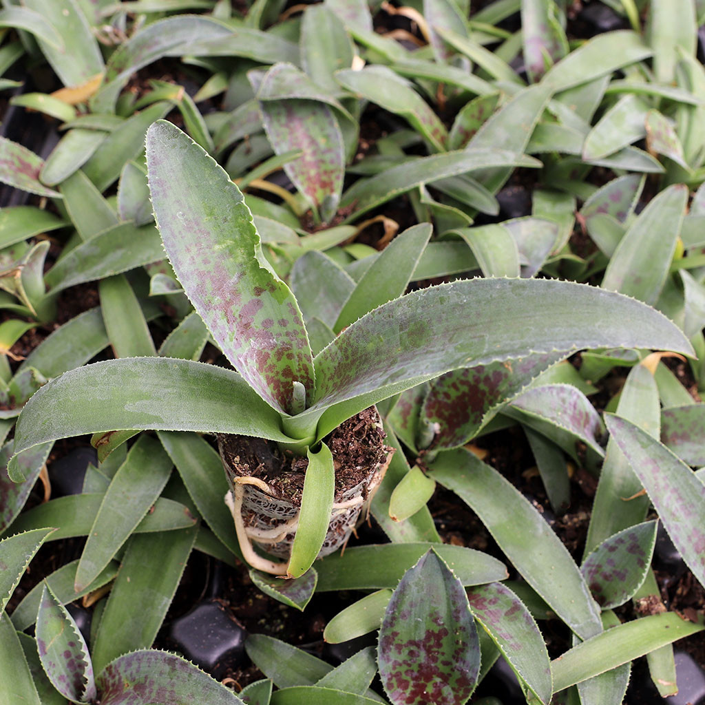 Mangave 'Aztec King' [plug] | Mountain Crest Gardens™