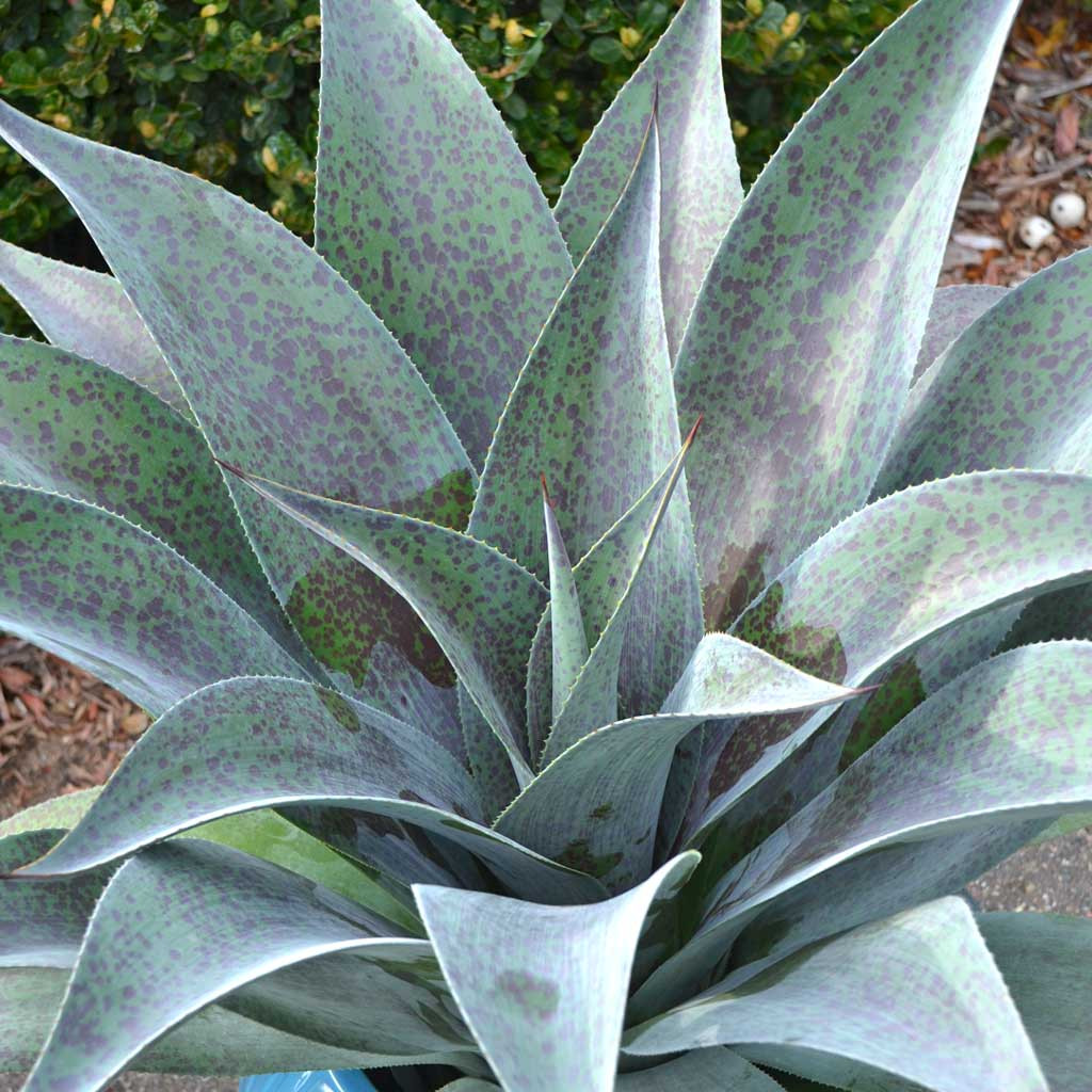 Mangave 'Aztec King' [plug] | Mountain Crest Gardens™