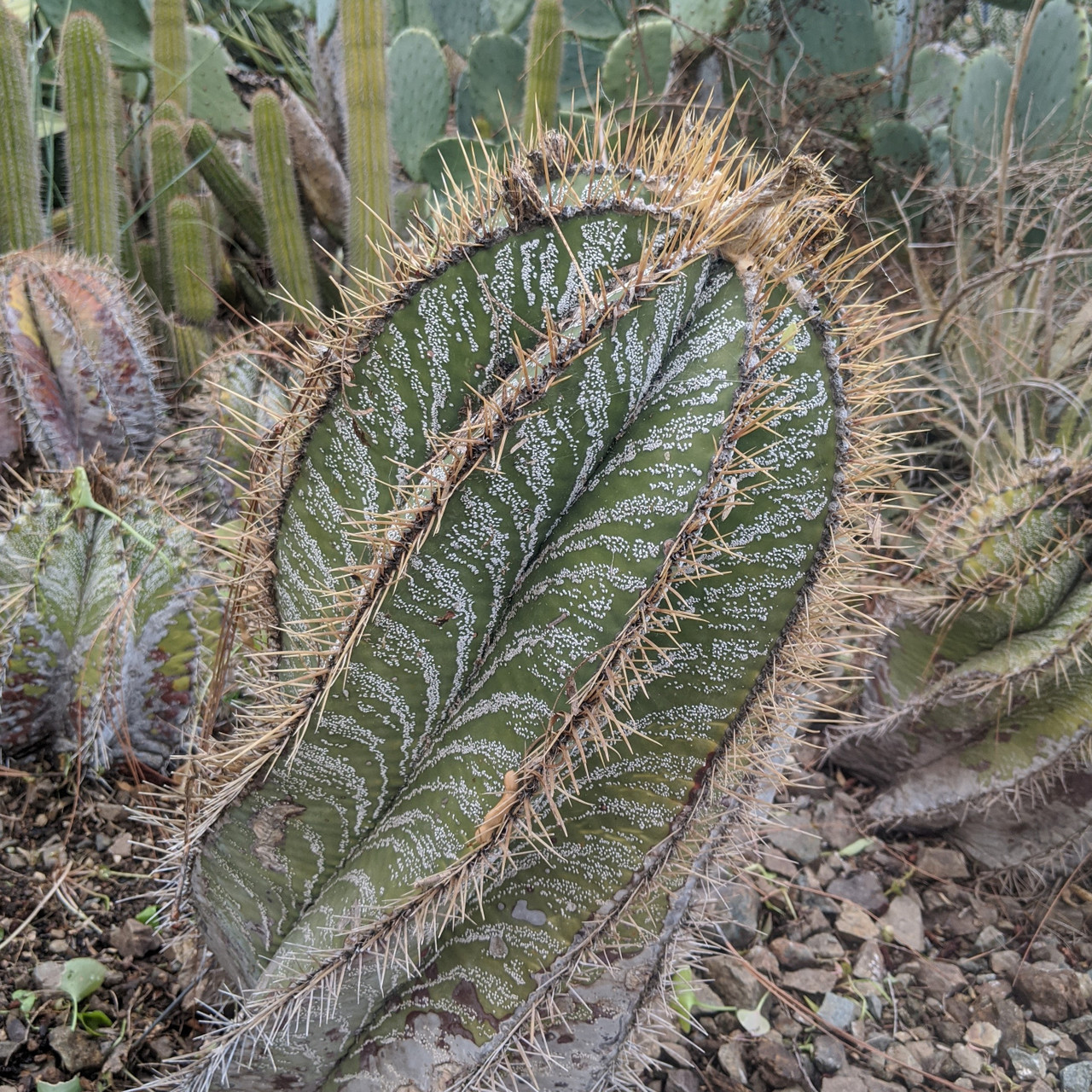 Astrophytum ornatum - Star Cactus [large] [limited] | MCG™