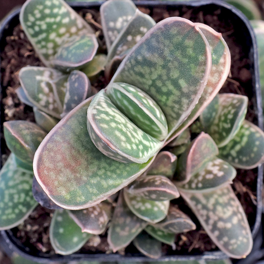 Gasteria 'Mini Rainbow' | Mountain Crest Gardens™