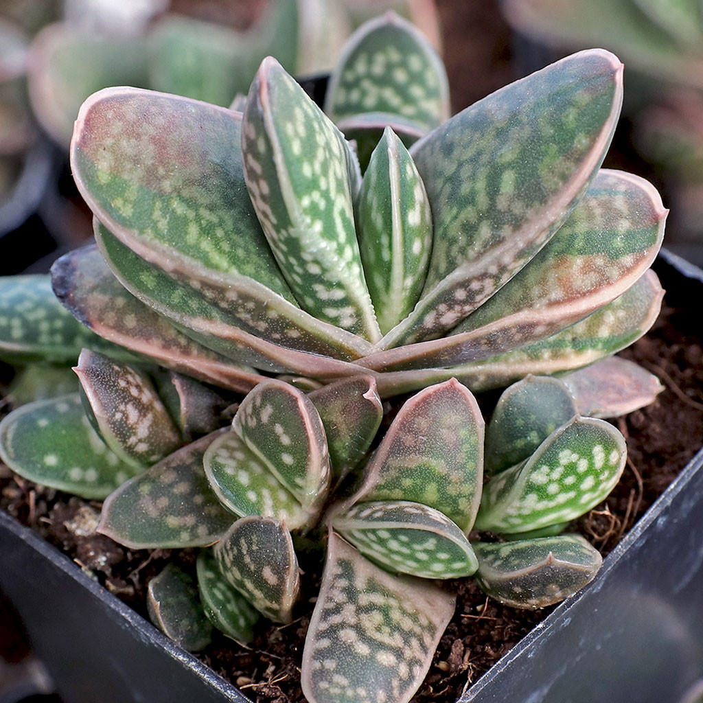 Gasteria 'Mini Rainbow' | Mountain Crest Gardens™