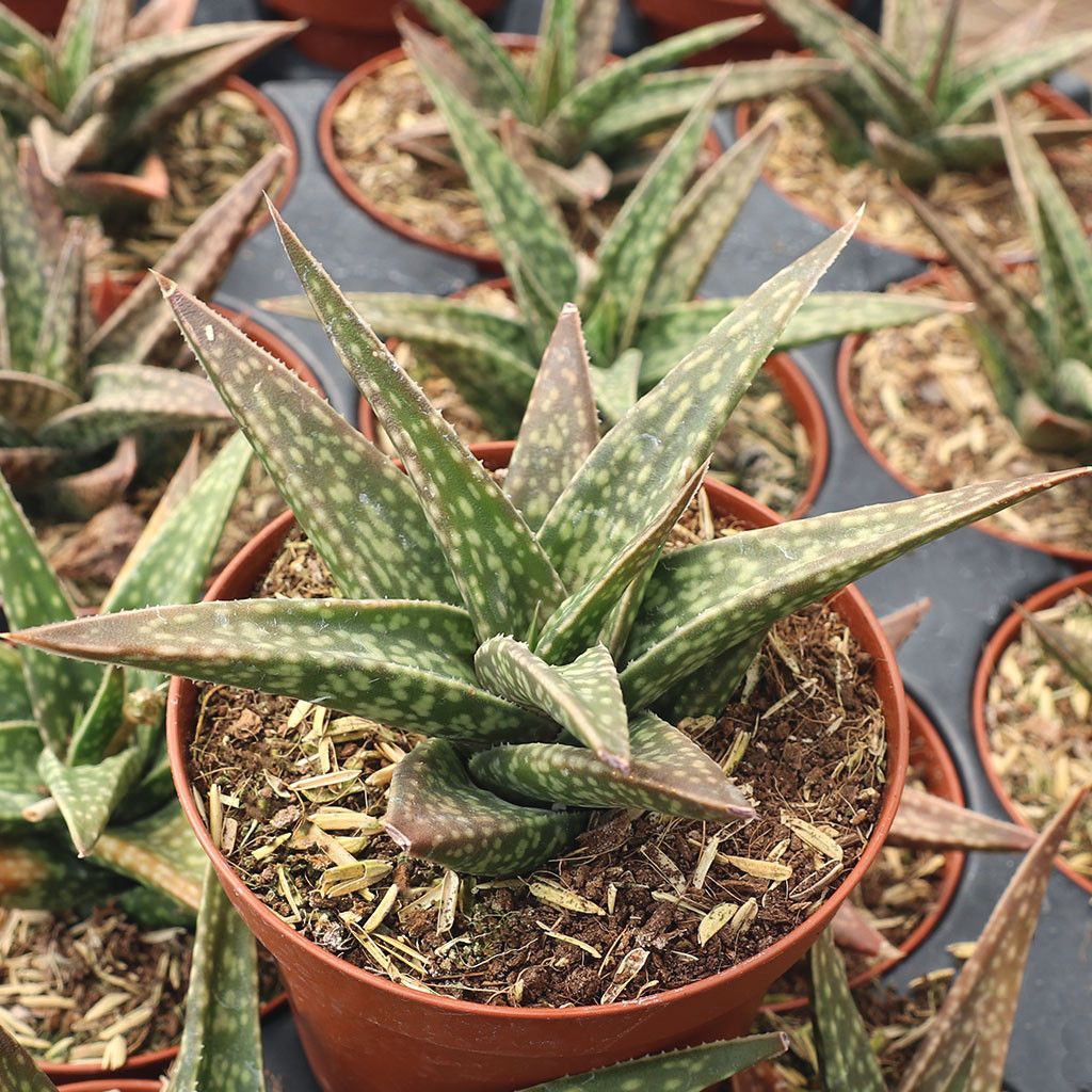 Gasteraloe 'Emmy' [large] | Mountain Crest Gardens™
