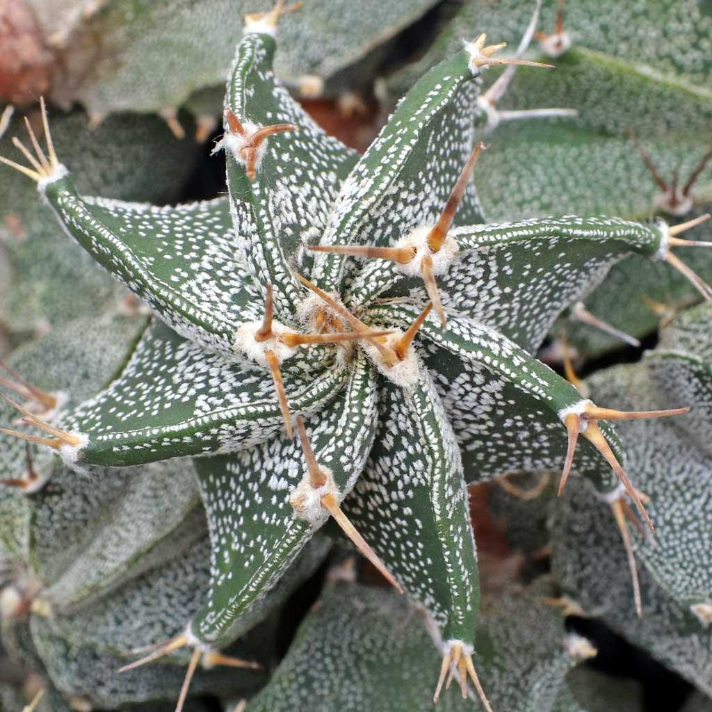 Astrophytum ornatum [bare root] [limited] | MCG™