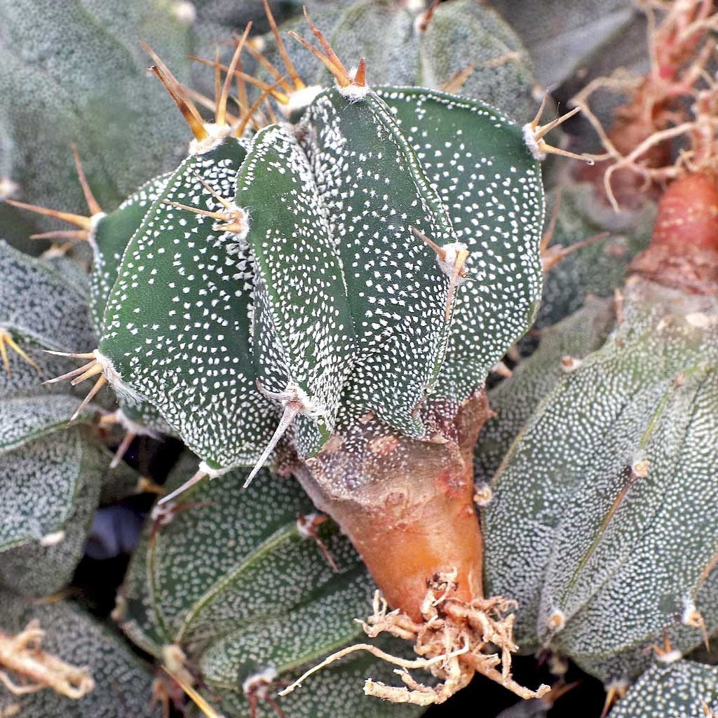 Astrophytum ornatum [bare root] [limited] | MCG™