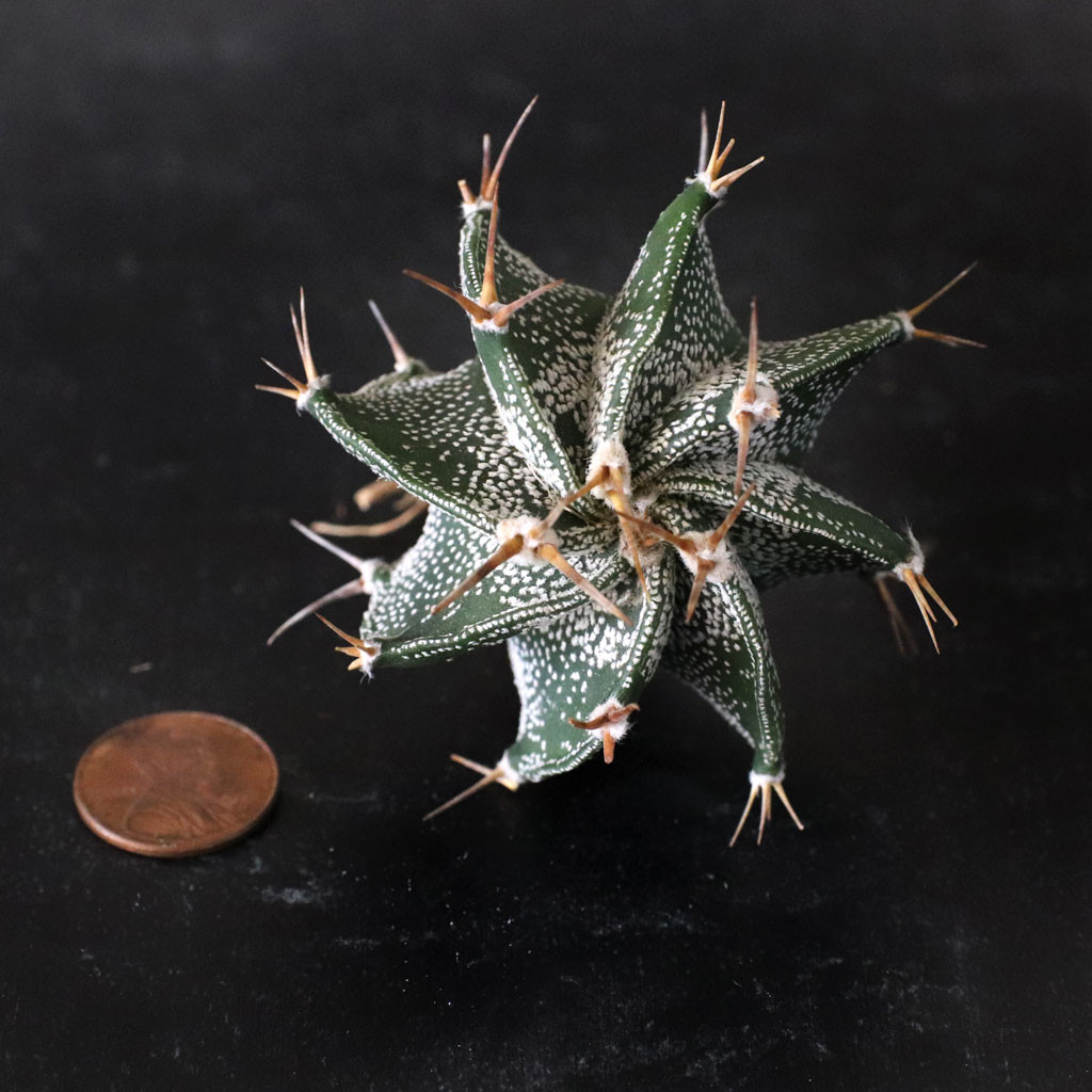 Astrophytum ornatum [bare root] [limited] | MCG™