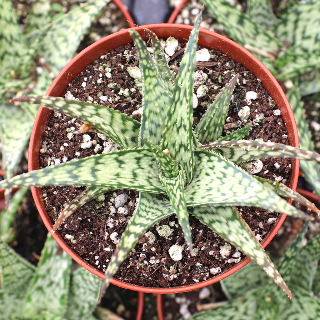 Aloe 'Lizard Lips' | Mountain Crest Gardens™