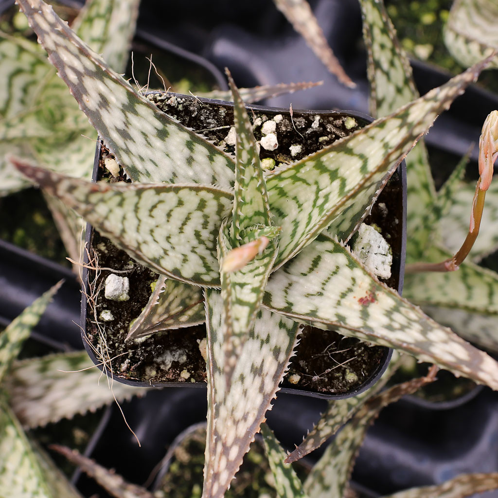 Aloe 'Lizard Lips' | Mountain Crest Gardens™