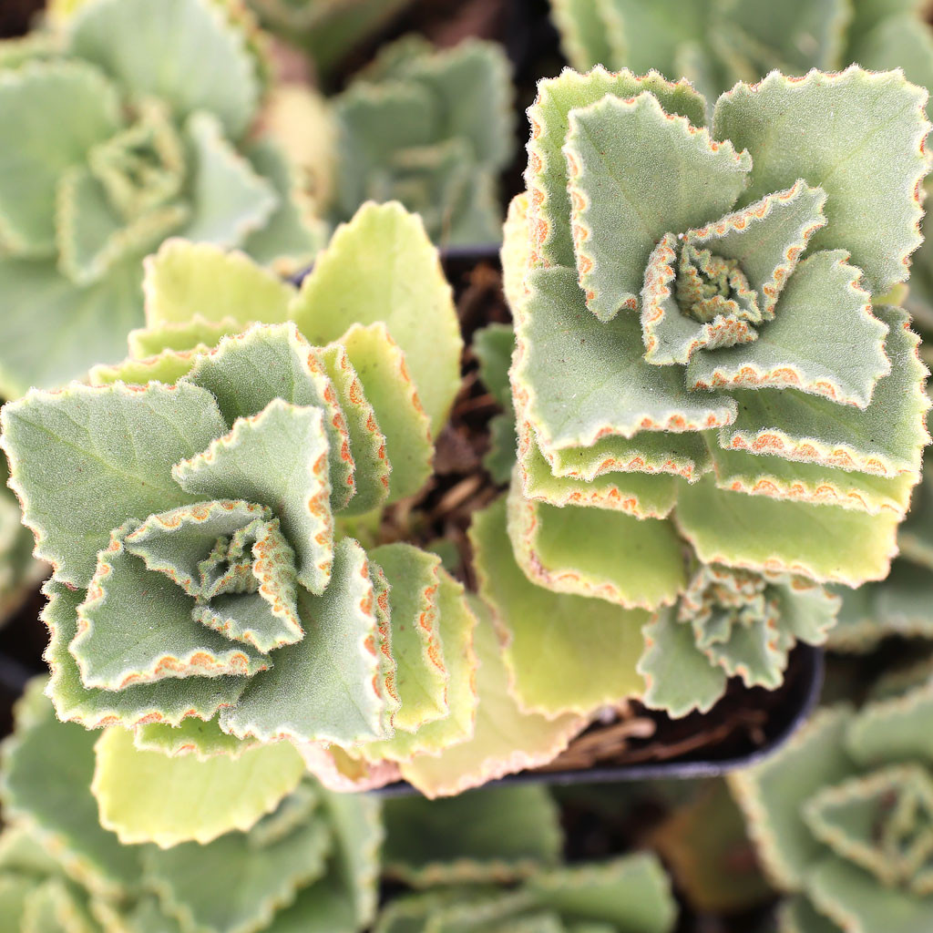 Plectranthus Neochilus