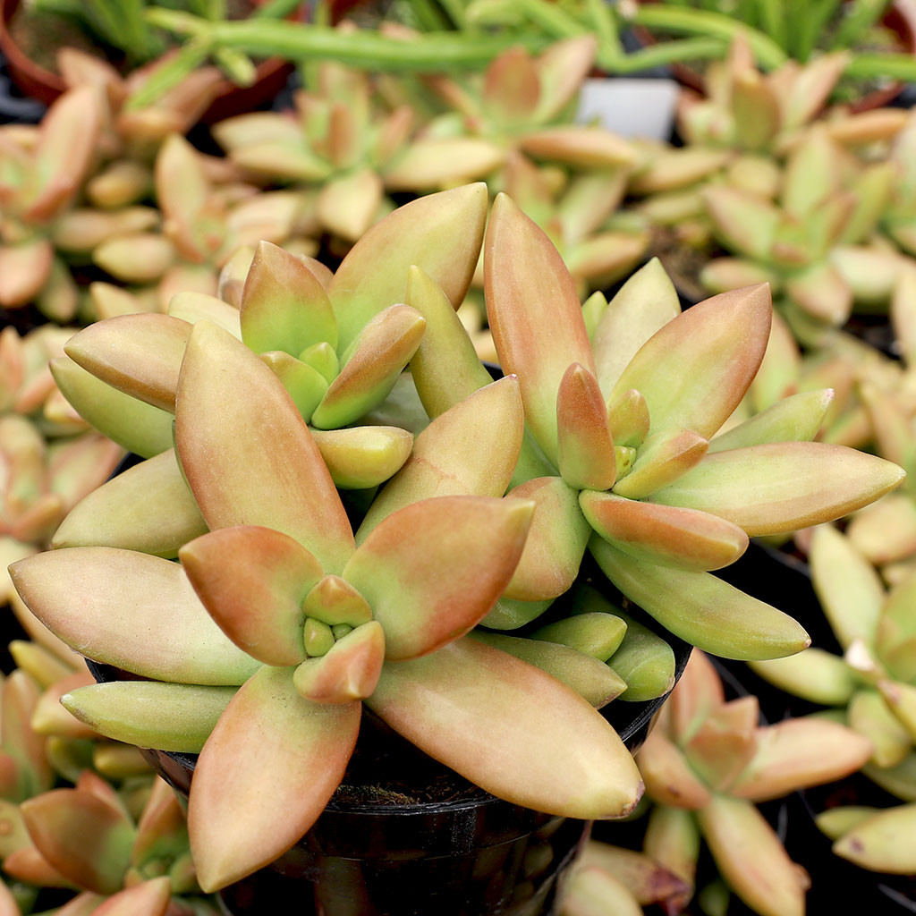 Sedum nussbaumerianum 'Orange Delight' [large] | MCG™