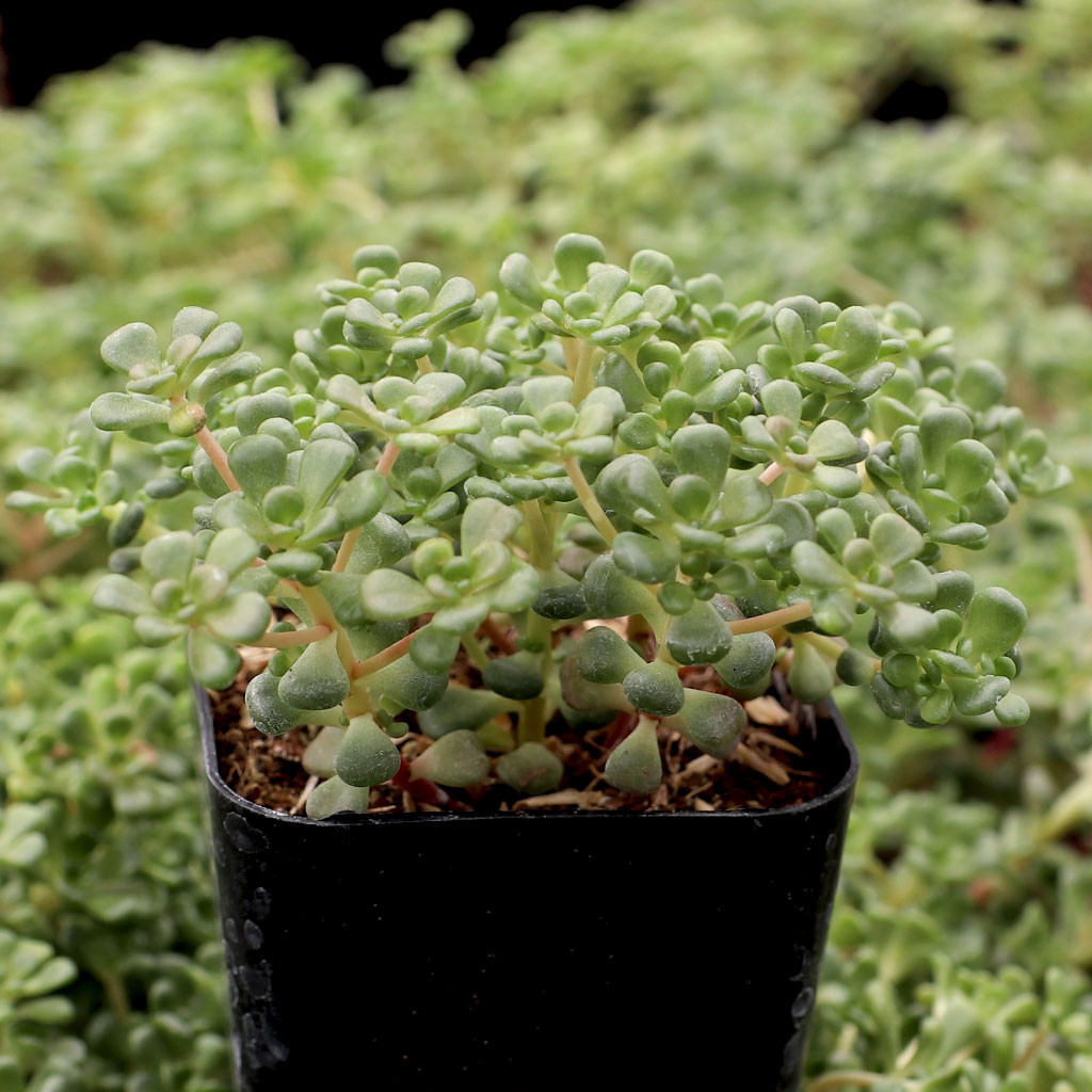 Sedum oreganum - Oregon Stonecrop | MCG™