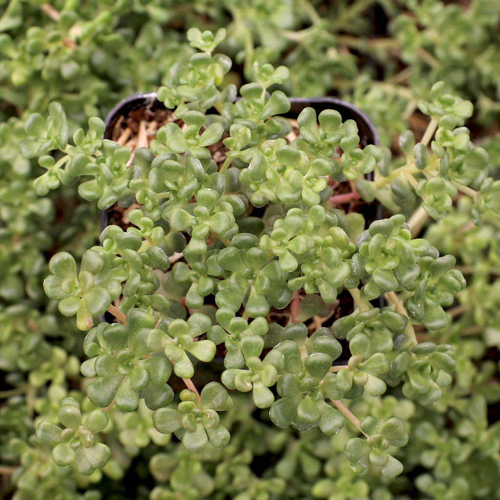 Sedum oreganum - Oregon Stonecrop | MCG™