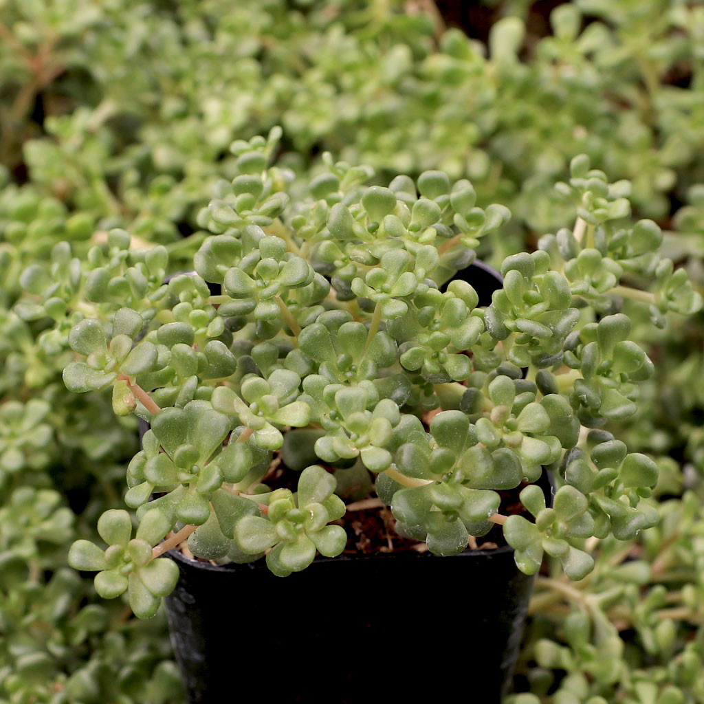 Sedum oreganum - Oregon Stonecrop | MCG™