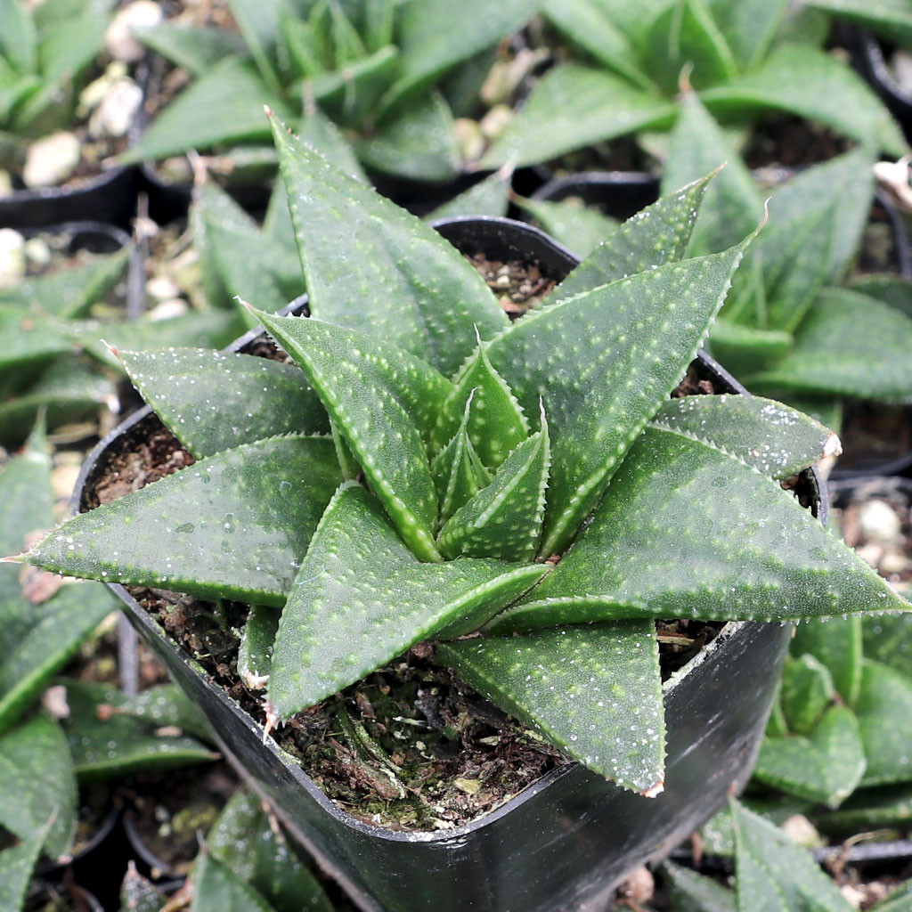 Gasteraloe 'Solana' | Mountain Crest Gardens™
