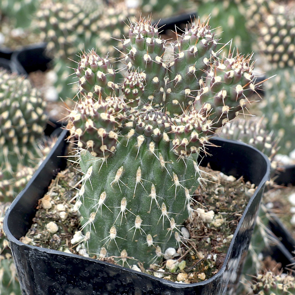 Cylindropuntia viridiflora f. cristata | MCG™