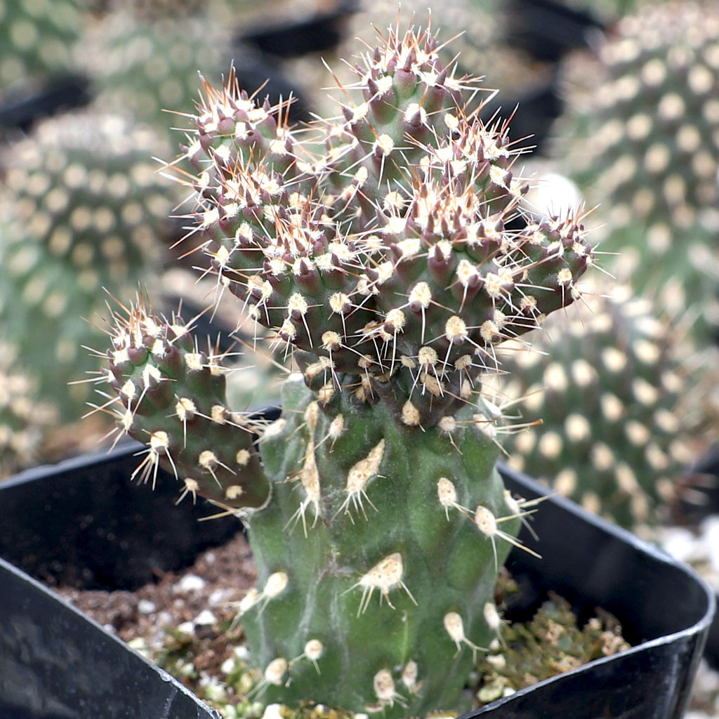 Cylindropuntia viridiflora f. cristata | MCG™