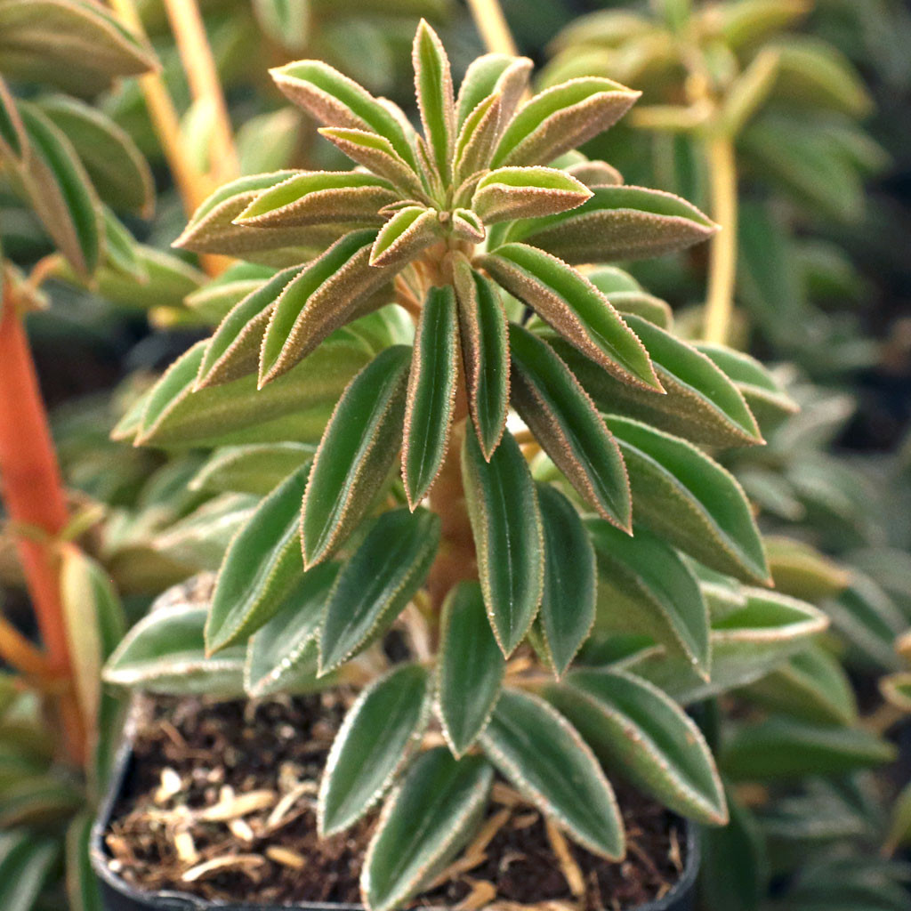 Peperomia asperula | Mountain Crest Gardens™