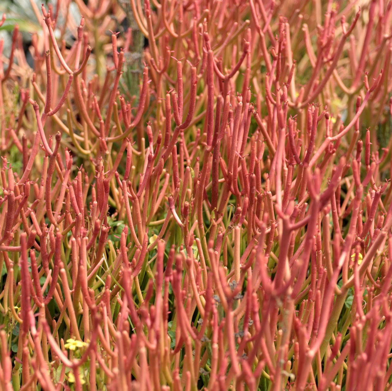 Euphorbia tirucalli 'Sticks on Fire' [bare root] | MCG™
