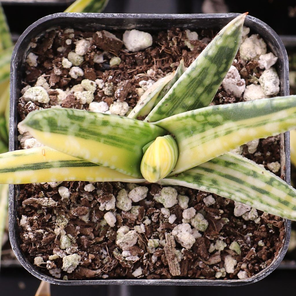 Gasteria bicolor 'Caespitosa Variegata' | MCG™