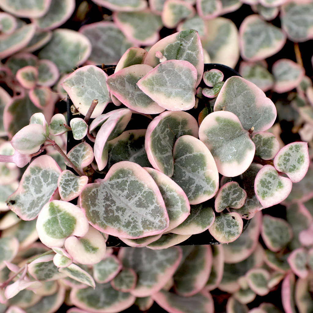 Ceropegia woodii Variegated String of Hearts | MCG™