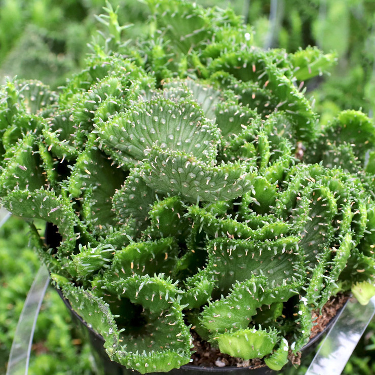 Euphorbia flanaganii f. cristata | MCG™
