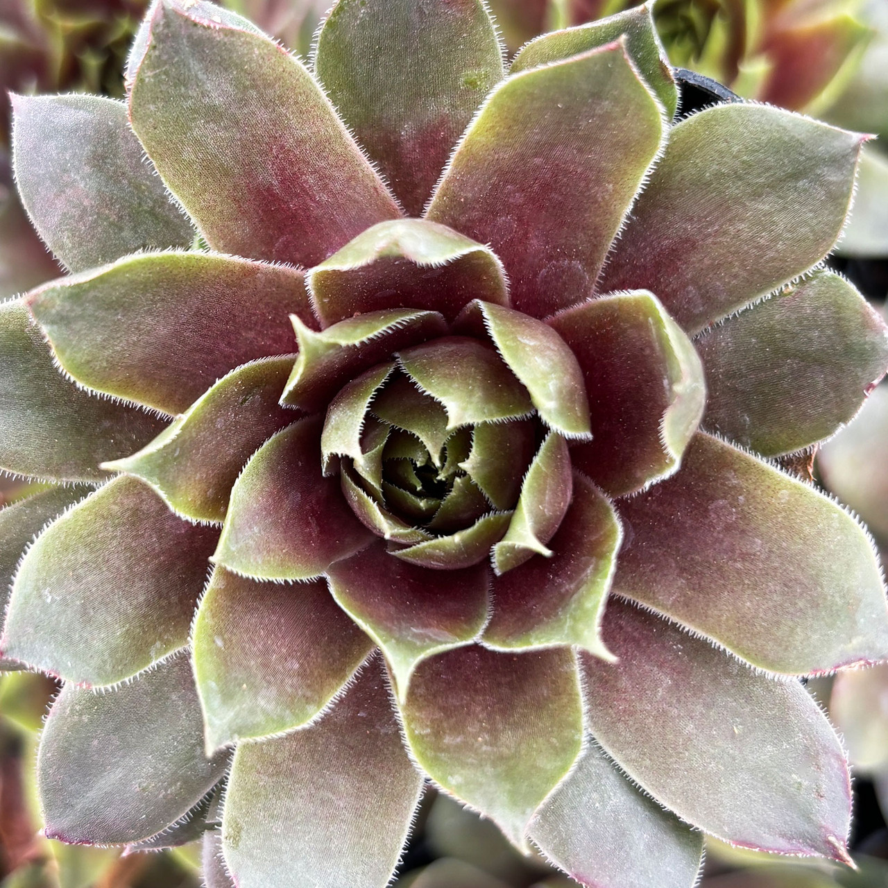 Sempervivum SuperSemp® 'Ruby' | Mountain Crest Gardens™