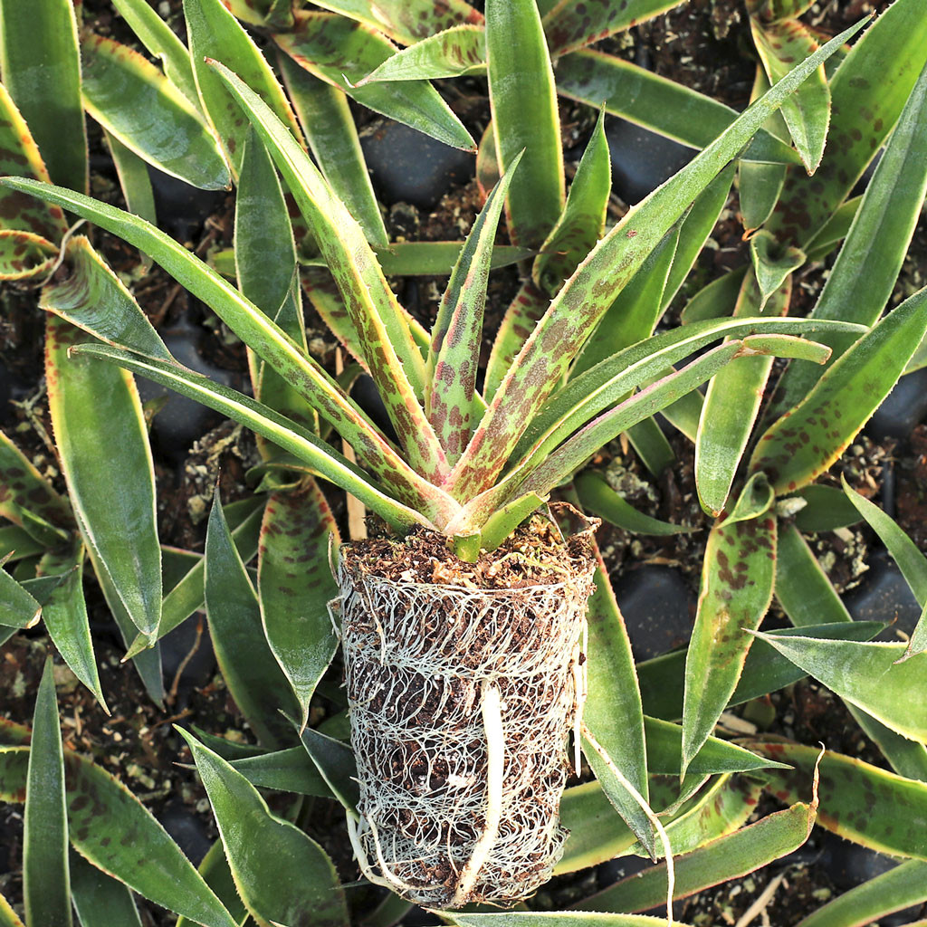 Mangave 'Pineapple Punch' [plug] | MCG™