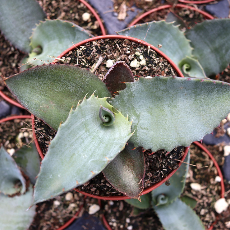 Agave marmorata - Marbled Agave [plug] | MCG™