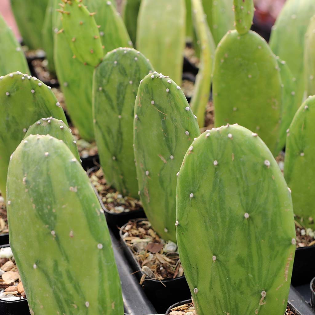 Opuntia cochenillifera f. variegata | MCG™